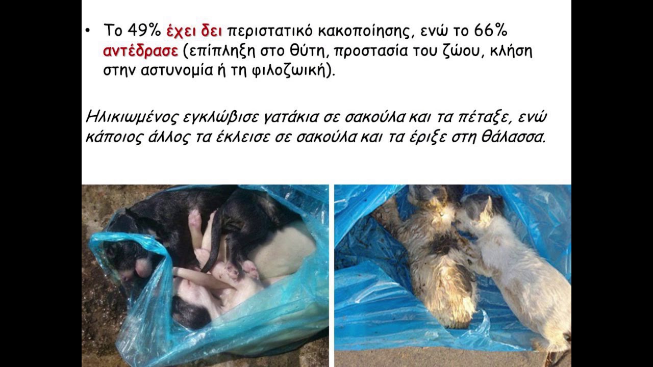 ΚΑΚΟΠΟΙΗΣΗ ΖΩΟΥ ΑΠΟ ΠΛΗΜΜΕΛΗΜΑ ΣΕ ΚΑΚΟΥΡΓΗΜΑ - YouTube