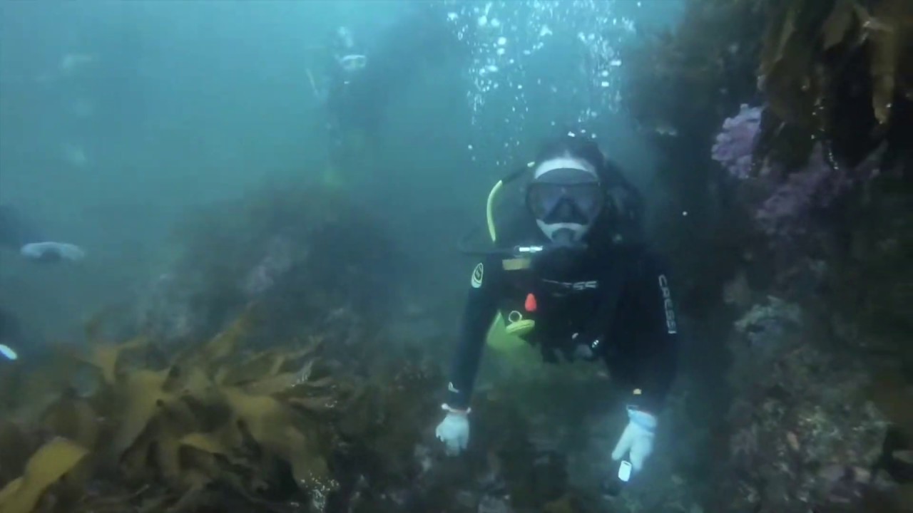 제주도 문섬 스쿠버다이빙 | Jeju Scuba Diving - YouTube