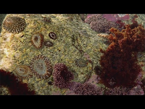 Life as a Limpet - YouTube