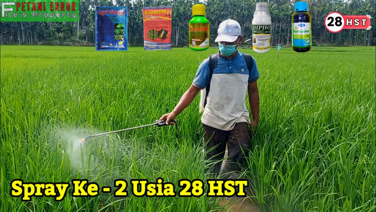 28 HST‼️ Spray Ke - 2 : Fokus Pencegahan Hama Penggerek Batang Padi ...