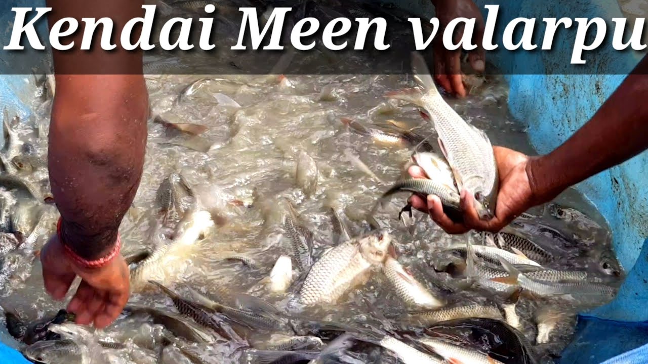 kendai meen valarpu/Fish Farming in tamil - YouTube