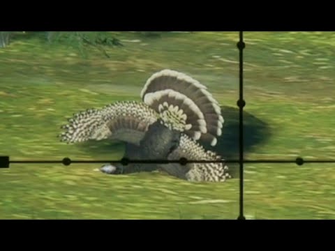 Turkey Hunting from Tree Stands - YouTube