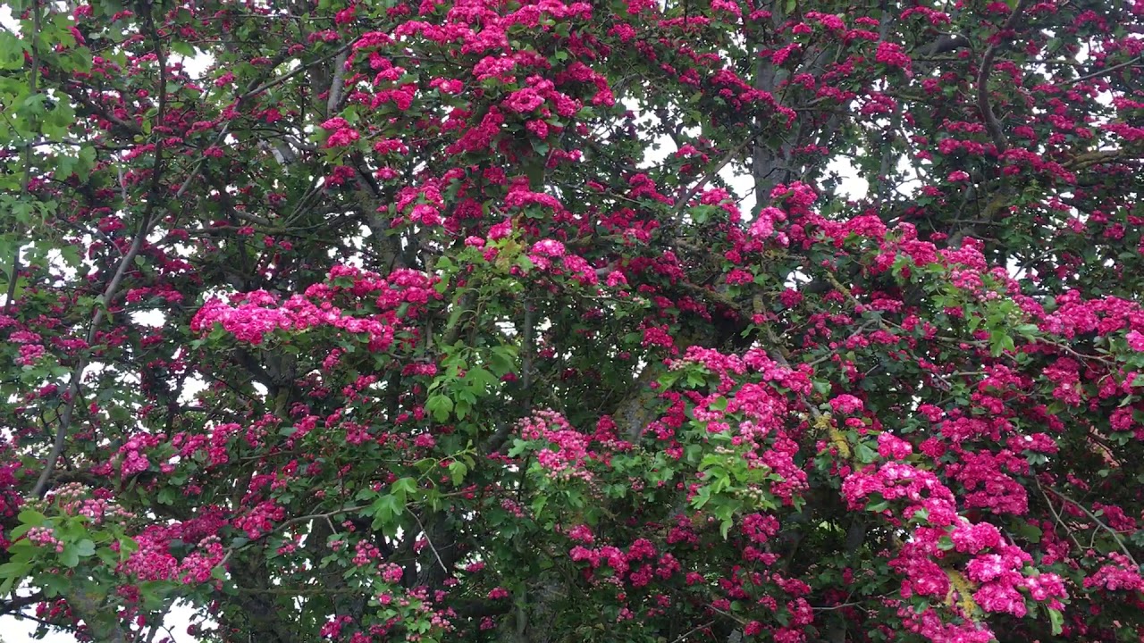 Pink Hawthorn (Crataegus) - entire tree - May 2019 - YouTube