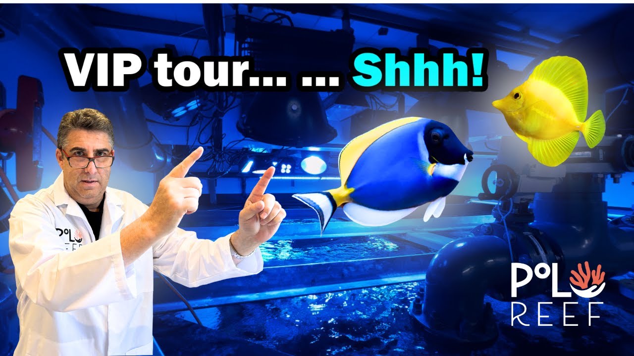 Behind-The-Scenes Walkthrough of America's Largest Home Reef Aquarium ...