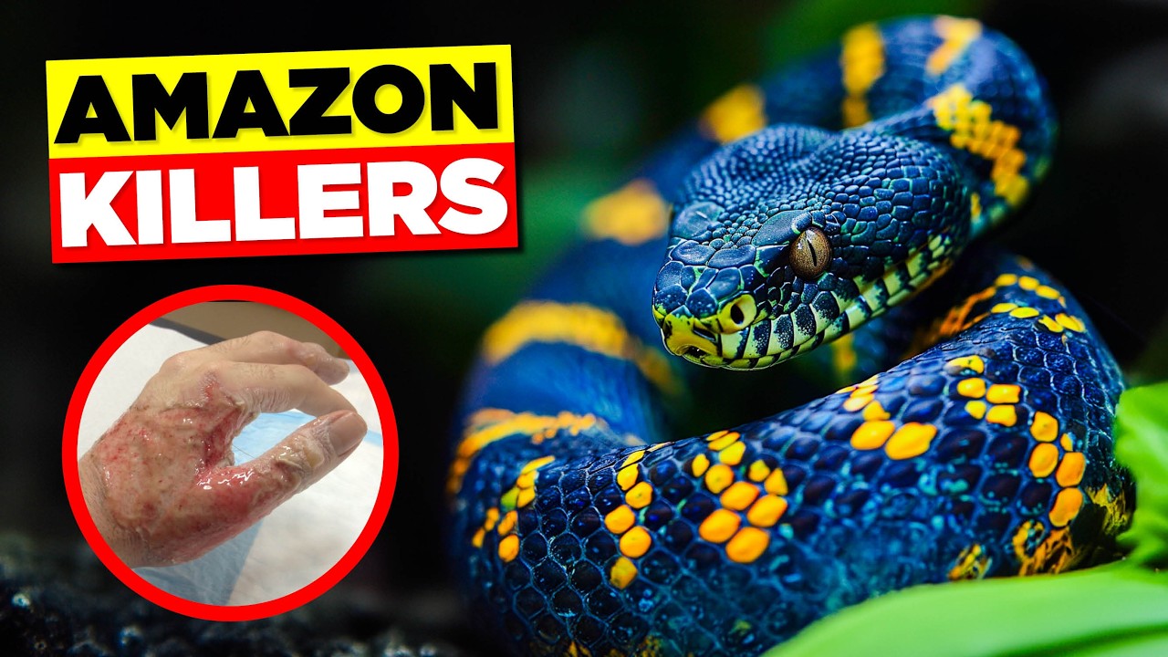 10 Most VENOMOUS SNAKES in Amazon Rainforest - YouTube