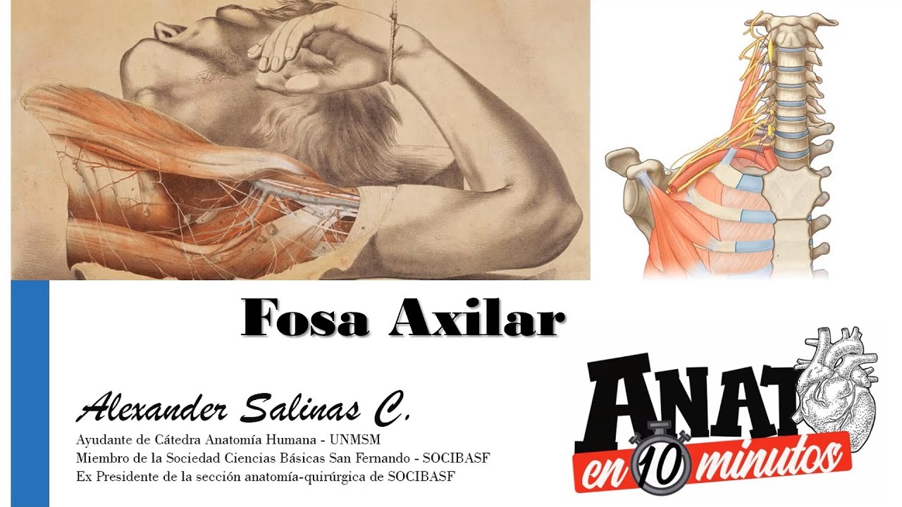 FOSA AXILAR - Proyecto ANATO EN 10 MINUTOS - YouTube