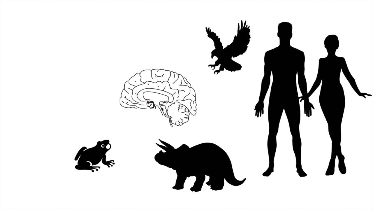 Brain evolution - YouTube