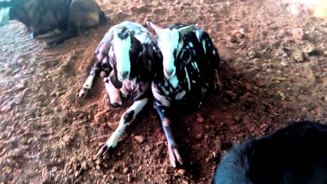 Libra goat farm - YouTube