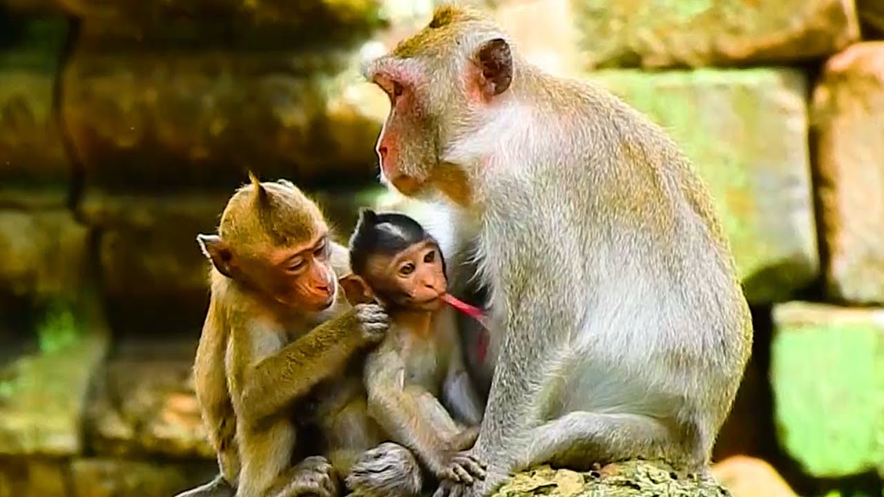 SO JEALOUS MONKEY ADA OF JAZZY MONKEY DRINKING MILK VERY FULL AND SO ...