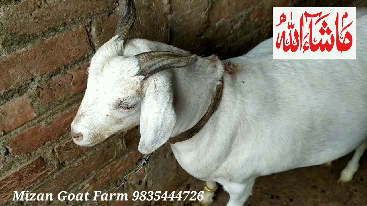 Heavy weighted Bakra For Sale, Rambo Bakra in City, - YouTube
