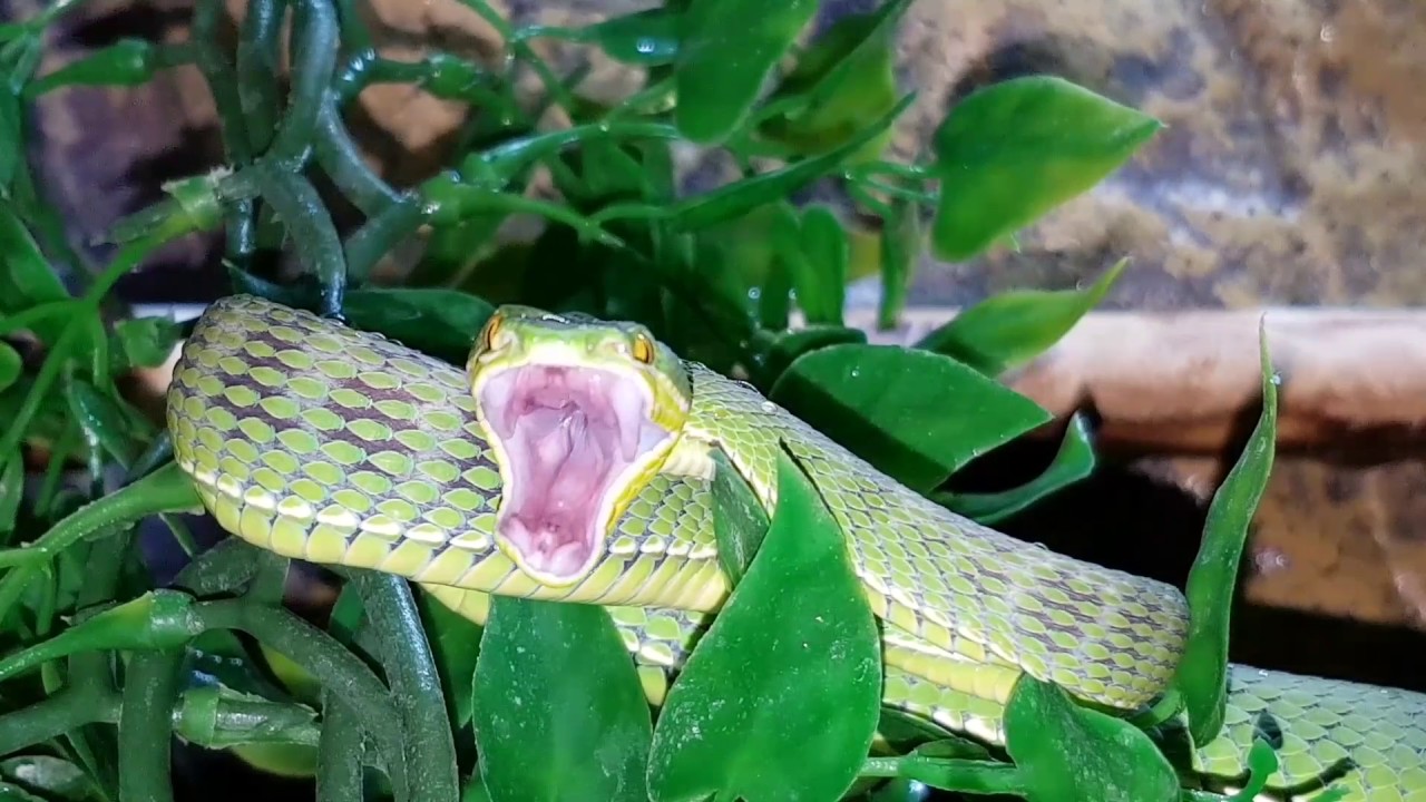 White lipped tree viper yawning - YouTube