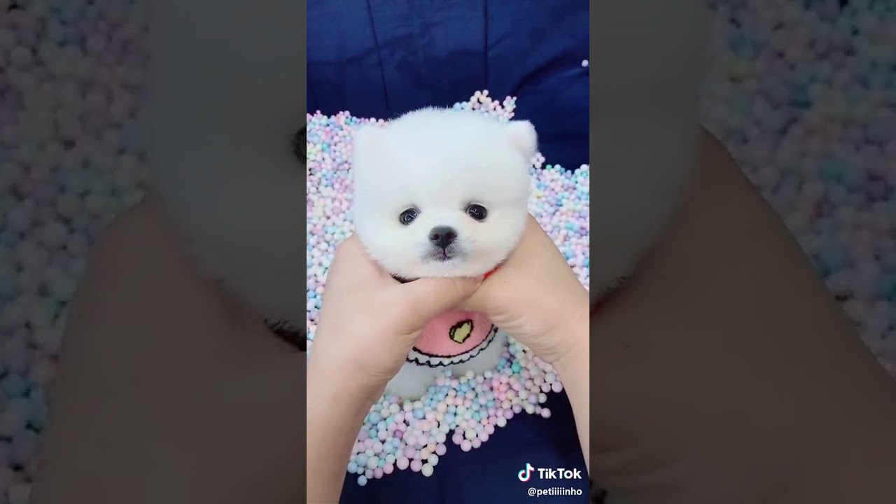Perrito de tik tok - YouTube
