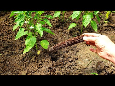 Si ta Largoni Urin-Urithin nga Bashqja juaj qe mos tjau Demtoj Kopshtin,shpejtë dhe me Efekt provone