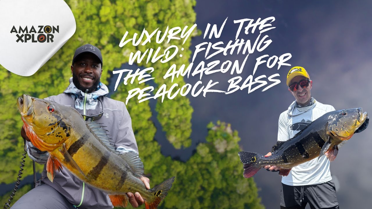 Luxury in the Wild: Fishing the Amazon for Peacock Bass #junglefishing ...