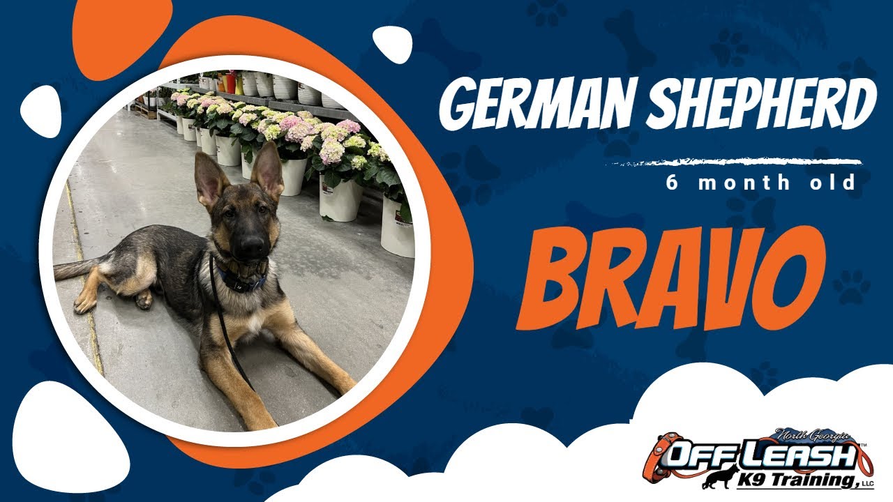 🔥 Bravo the 6-Month-Old German Shepherd’s Incredible Obedience ...