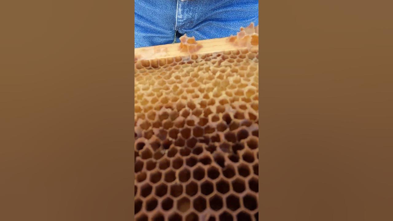Inside a Robbed Beehive #Shorts - YouTube