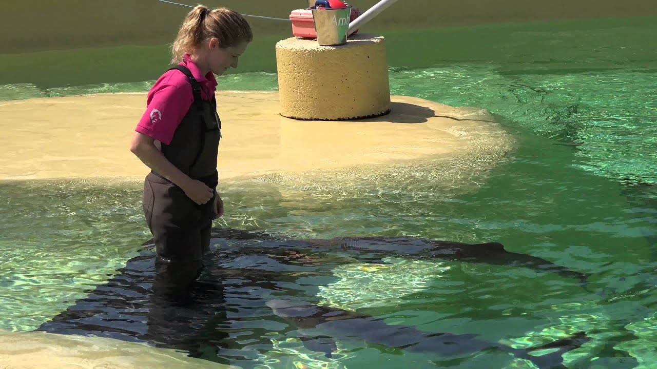 Dolfinarium Harderwijk show Onze kleine dolfijn in 4K (Ultra HD) - YouTube
