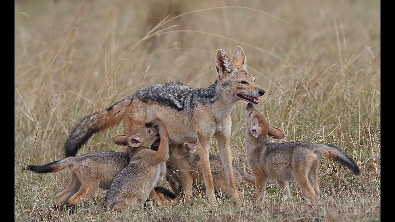 La famille chacal et la régurgitation aux petits Youtube - YouTube