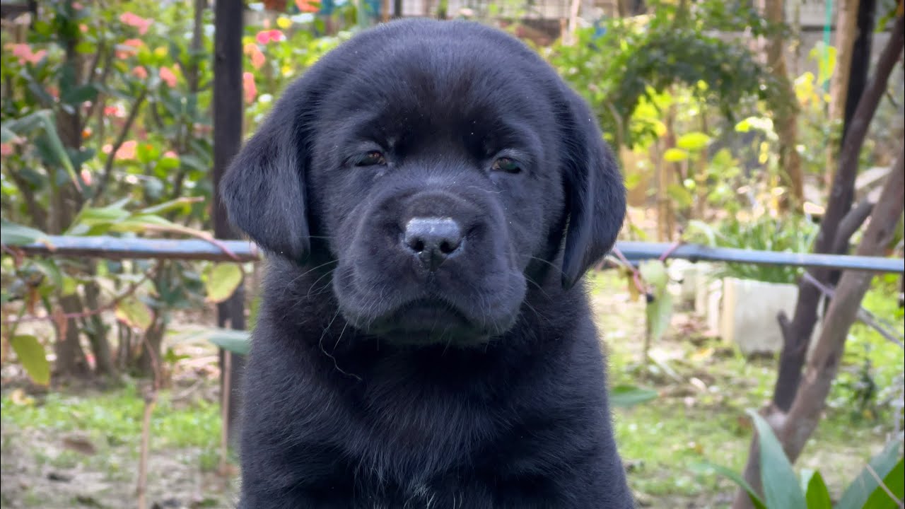 Labrador puppy in Kolkata || KCI Registered || vaccinated and healthy ...