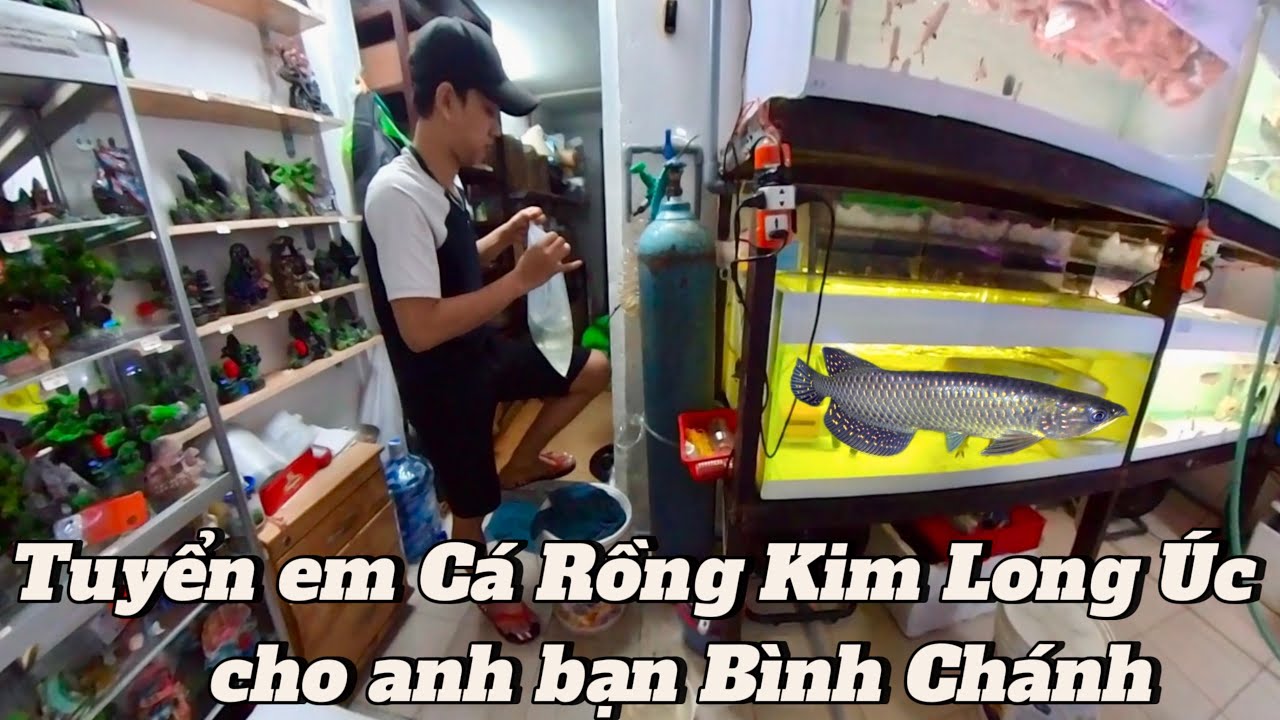 Tiếp tục tuyển em Cá Rồng Kim Long Úc cho anh bạn Bình Chánh - YouTube