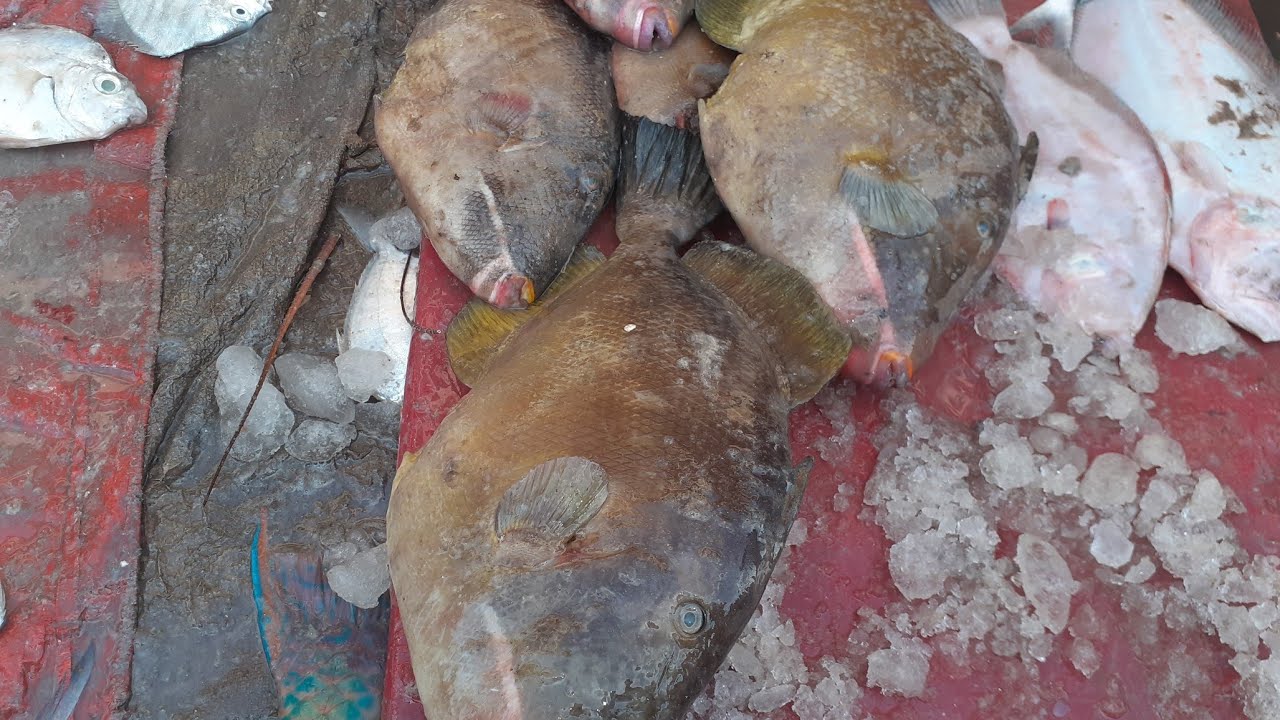 Fish Video | Gadda fish update |29/3/2023 | Karachi Fishery Market ...