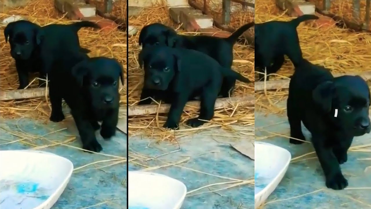 Top class Pakistani Labrador home breed puppies available - YouTube