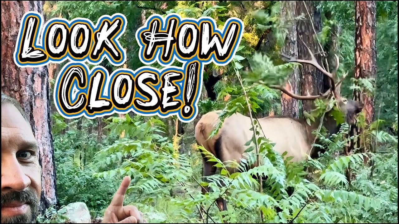 15 Yards from Raking Bull Elk! | 2024 Elk Rut - YouTube