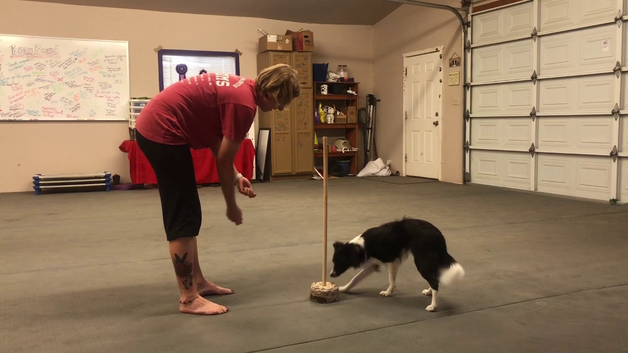 Training Spider 8.5 Month Old BorderPap Puppy Cutie!!! - YouTube