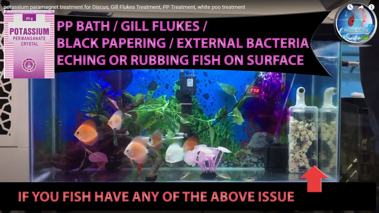 potassium paramagnet treatment for Discus, Gill Flukes Treatment, PP ...