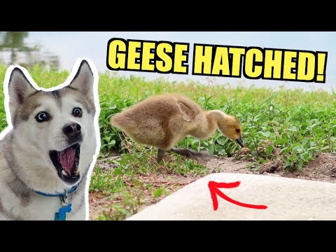 Siberian Huskies REACT TO BABY GEESE! (Goslings Hatch For Spring) - YouTube