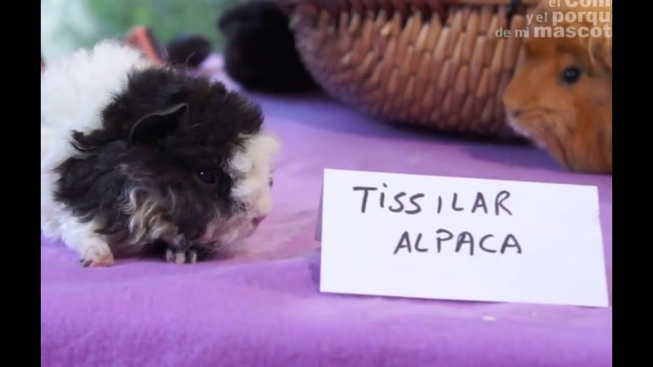 COBAYAS - Las cobayas de pelo largo. Sheltie, Peruviana, Tisilar ...