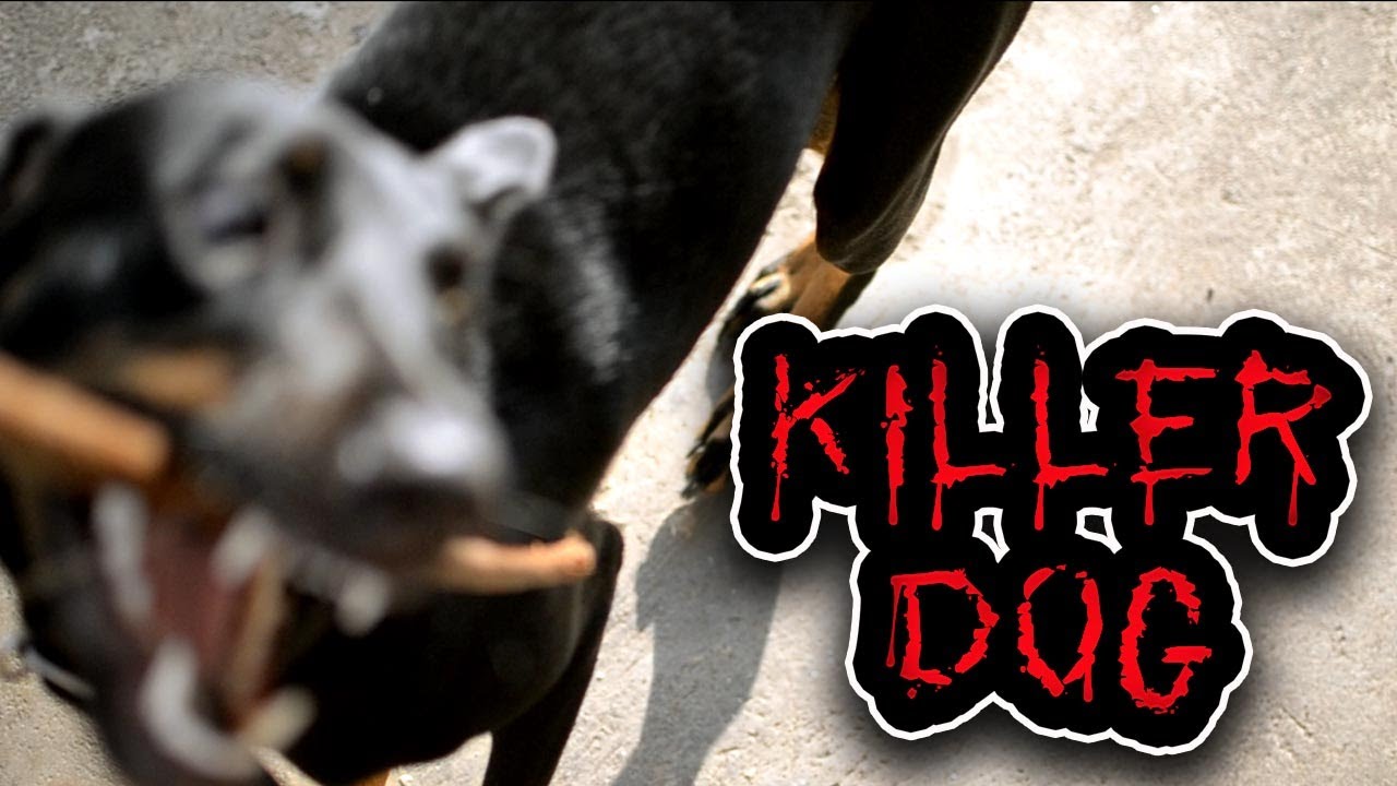 Killer Doberman dog insane bite force - YouTube