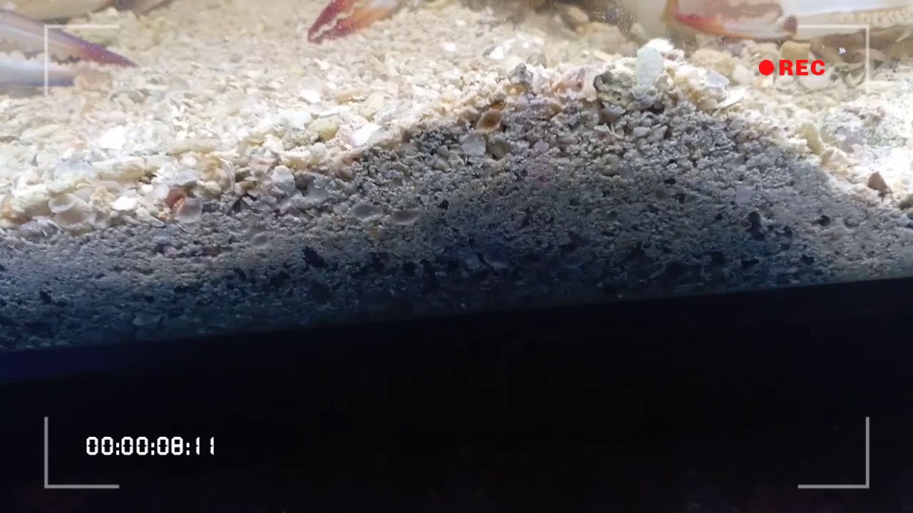 Kepiting rajungan ganti kulit part 1 - YouTube