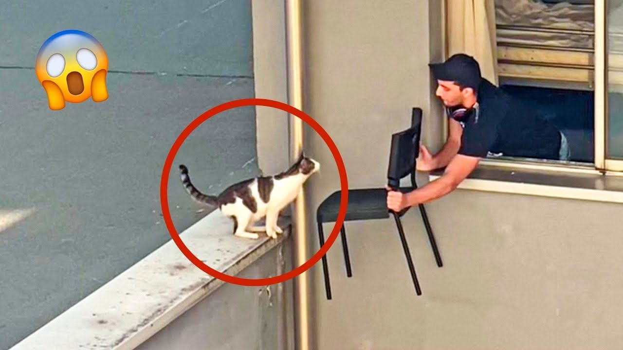 Animals Ask Humans For Help Kindness And Gratitude Always Pays Off ...