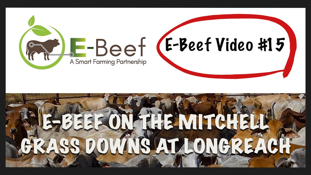 E-BEEF ON THE MITCHELL GRASS DOWNS - YouTube