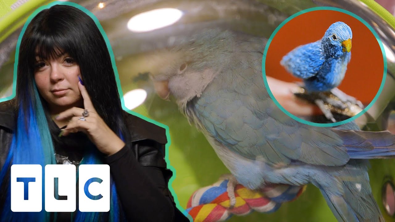 Lexi Makes A Replica Of Her Client's Bird That Sings! | Unpolished ...