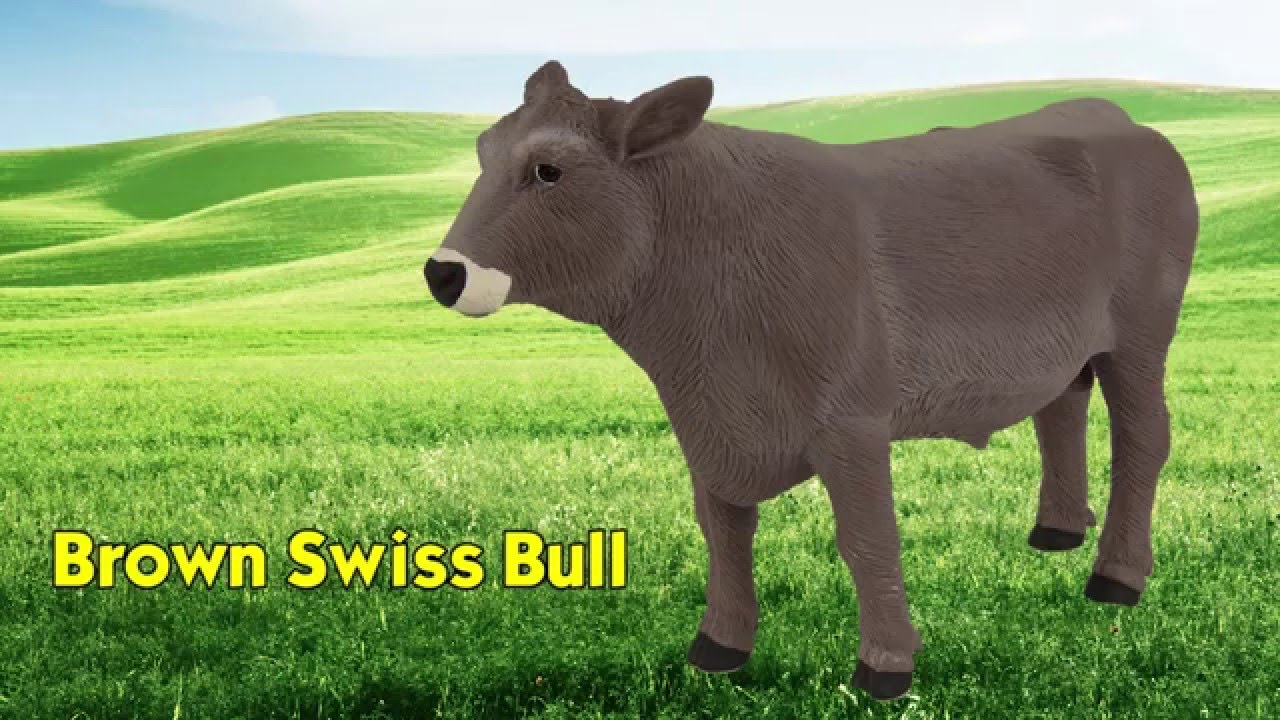 Safari Ltd Brown Swiss Bull - YouTube