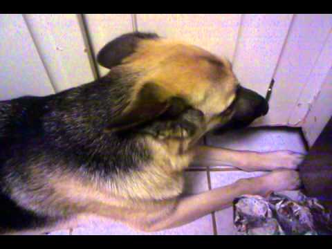 Lucy eats cheetos - YouTube