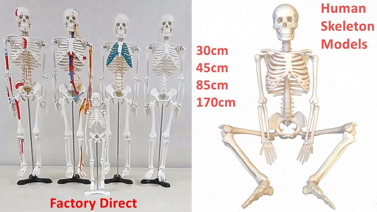 Human Skeleton Models 30cm 45cm 85cm 170cm School Educational Models ...