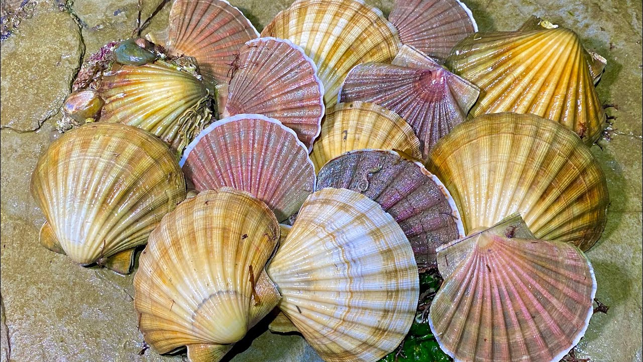 Coastal Foraging - Scallops, Crabs, Prawns and Bass - 3 Delicious ...