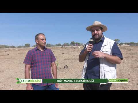 TARIM BİLGİSİ | TRÜF MANTARI YETİŞTİRİCİLİĞİ