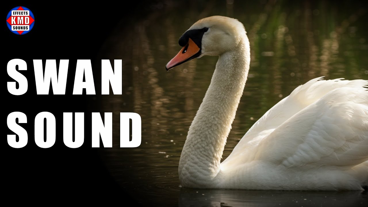 SWAN SOUND - ANIMAL SOUNDS - Sound Effects - YouTube