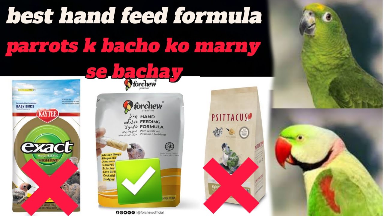 Best way of Handfeeding || forchew hand feed - YouTube