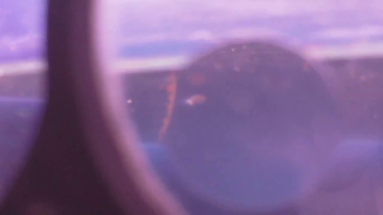 Neon Tetra (fry) baby swimming - 1 week after hatching - YouTube