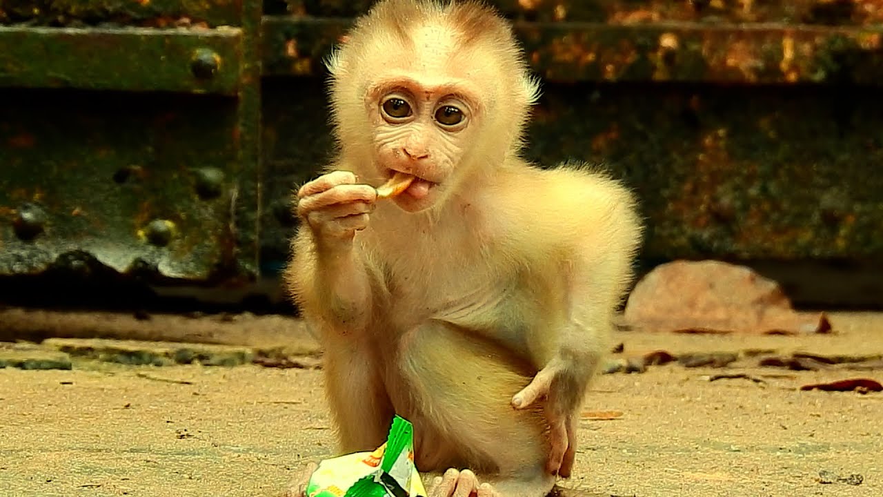 Real action baby monkey LEO Super cute baby pigtail enjoy fruits | Best Video Clip | Life of ...