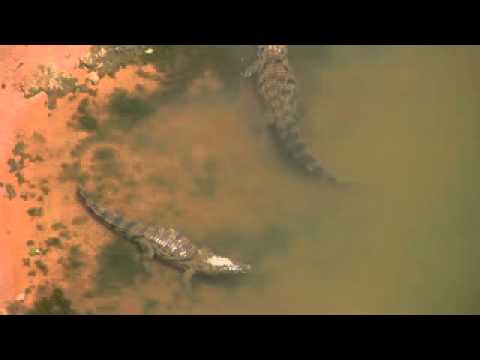 Desert crocodiles (Crocodylus suchus) in Mauritania - YouTube