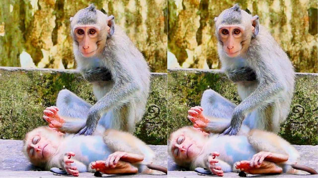 The TRUTH About Baby Monkeys as Emotional Support Animals Revealed ...