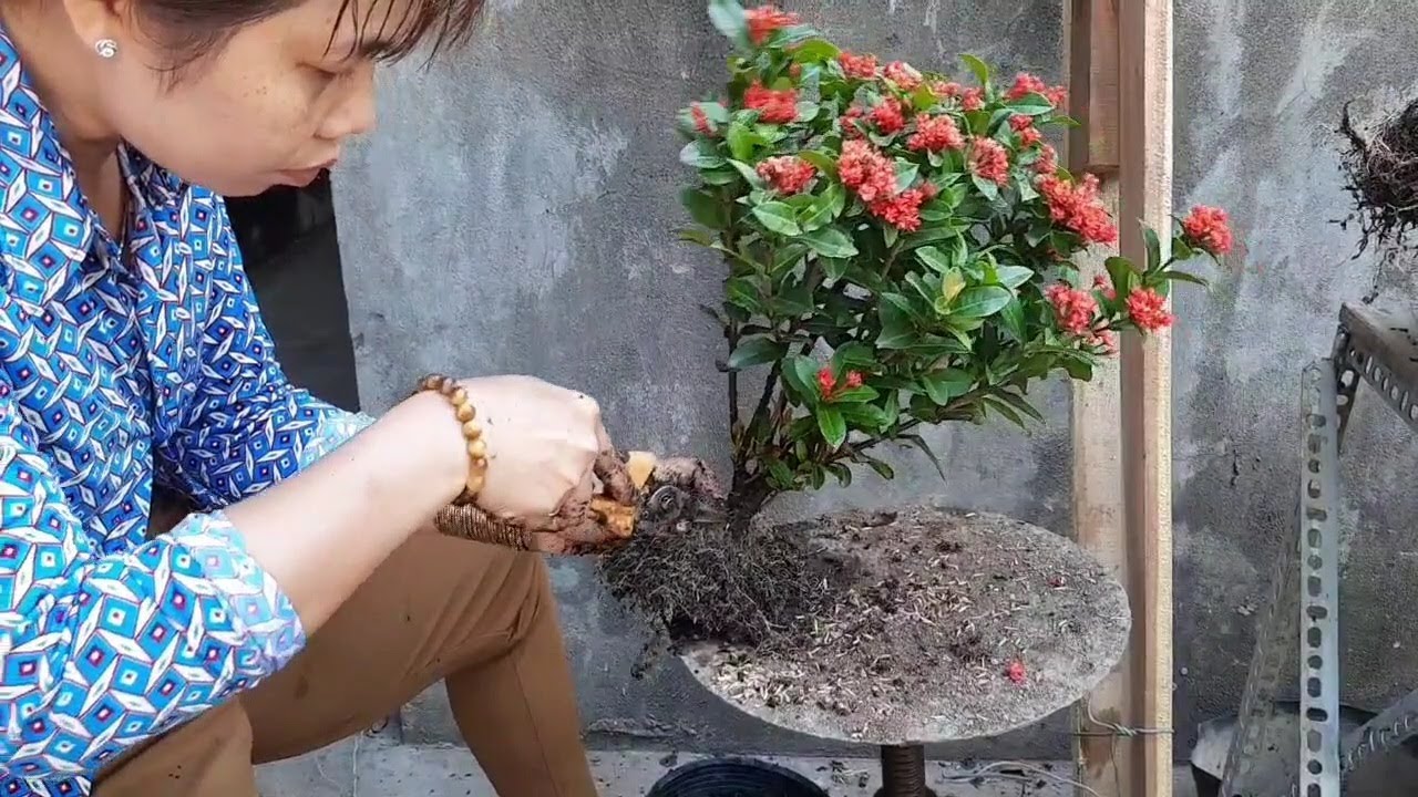 cách tạo cây trang bonsai mini từ cây hàng chợ - YouTube