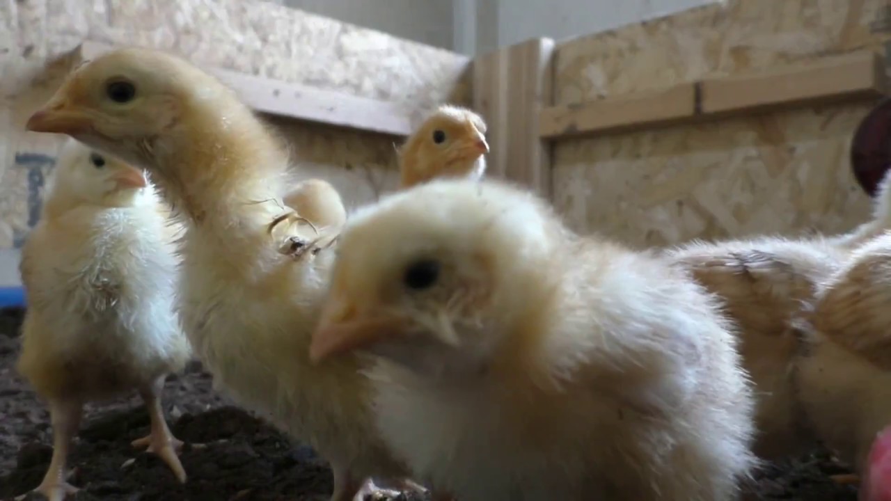 Raise Your Chicks in an Ohio Brooder - YouTube