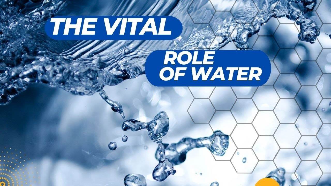 The Vital Role of Water in Sustaining Life. Importance of Water in our ...